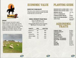 Bandito II Intermediate Ryegrass - lolium hybridum