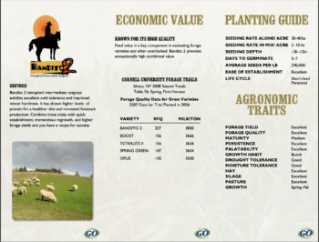 Bandito II Intermediate Ryegrass - lolium hybridum