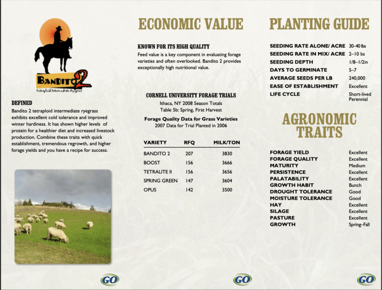 Bandito II Intermediate Ryegrass - lolium hybridum
