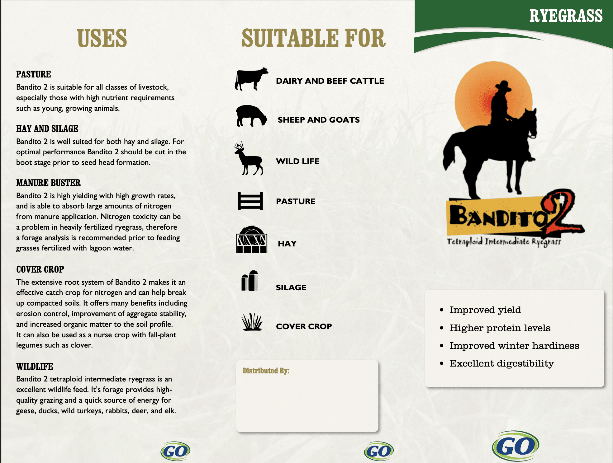 Bandito II Intermediate Ryegrass - lolium hybridum