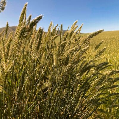 Dryland Pasture Seed Mix - Great Basin - drought tolerant grasses