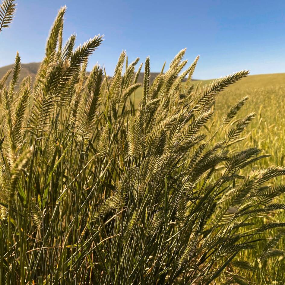 Roadcrest Crested Wheatgrass - Great Basin Seeds - Agropyron cristatum