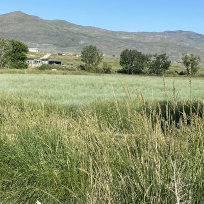 Rush Intermediate Wheatgrass - Thinopyrum intermedium