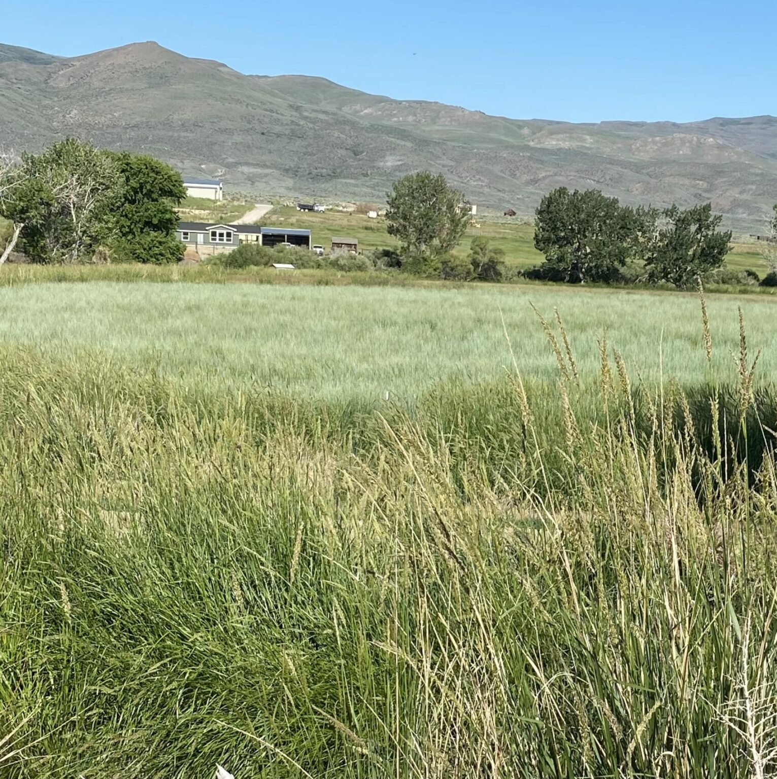 Rush Intermediate Wheatgrass - Thinopyrum intermedium