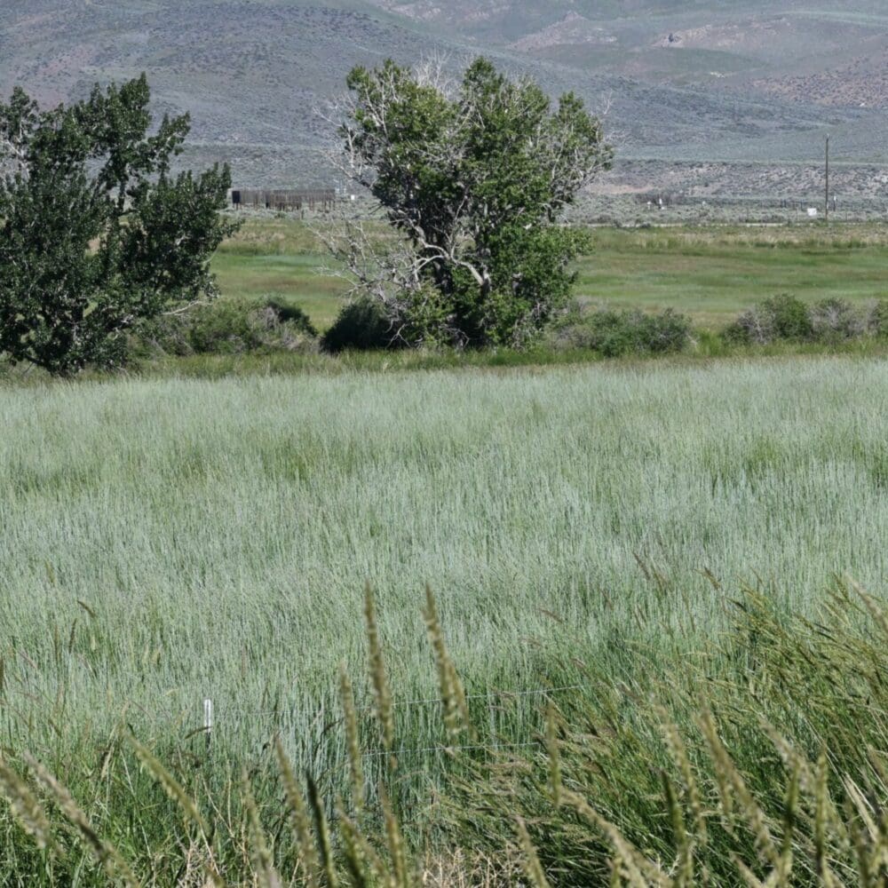 Sale - Great Basin Seeds