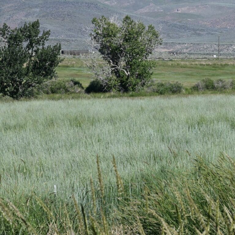 Sale - Great Basin Seeds