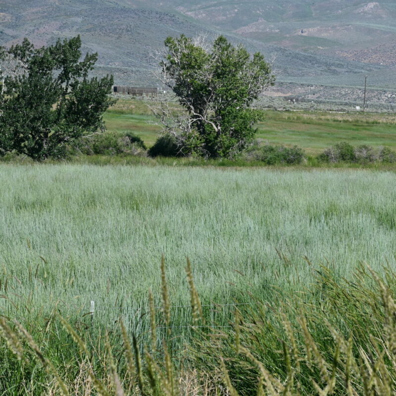 Rush Intermediate Wheatgrass - Thinopyrum intermedium