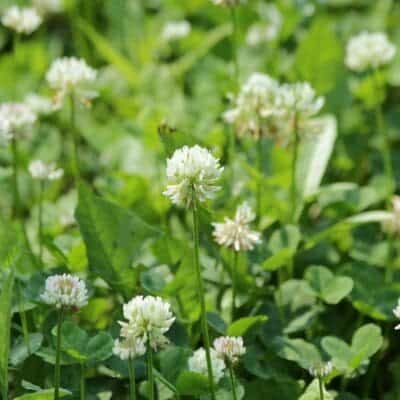 White Dutch Clover - Trifolium repens Micro Clover - Great Basin