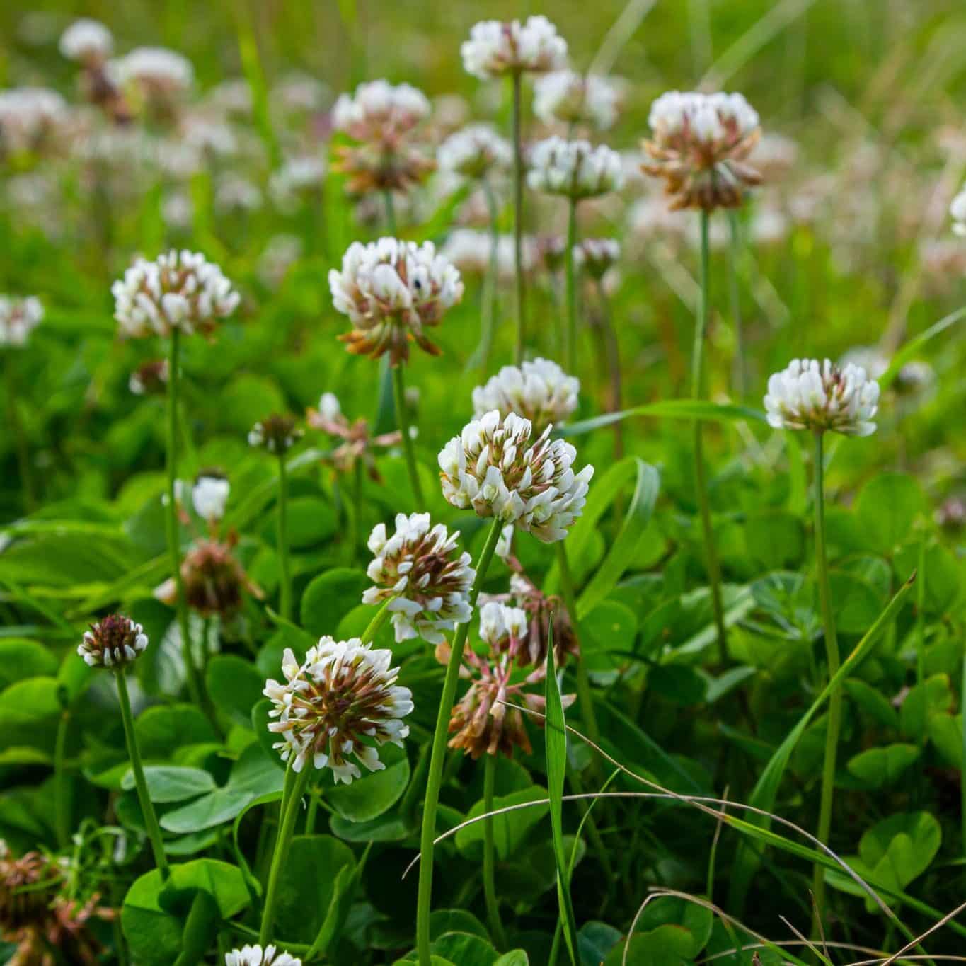 Clover Flower Clover Flower