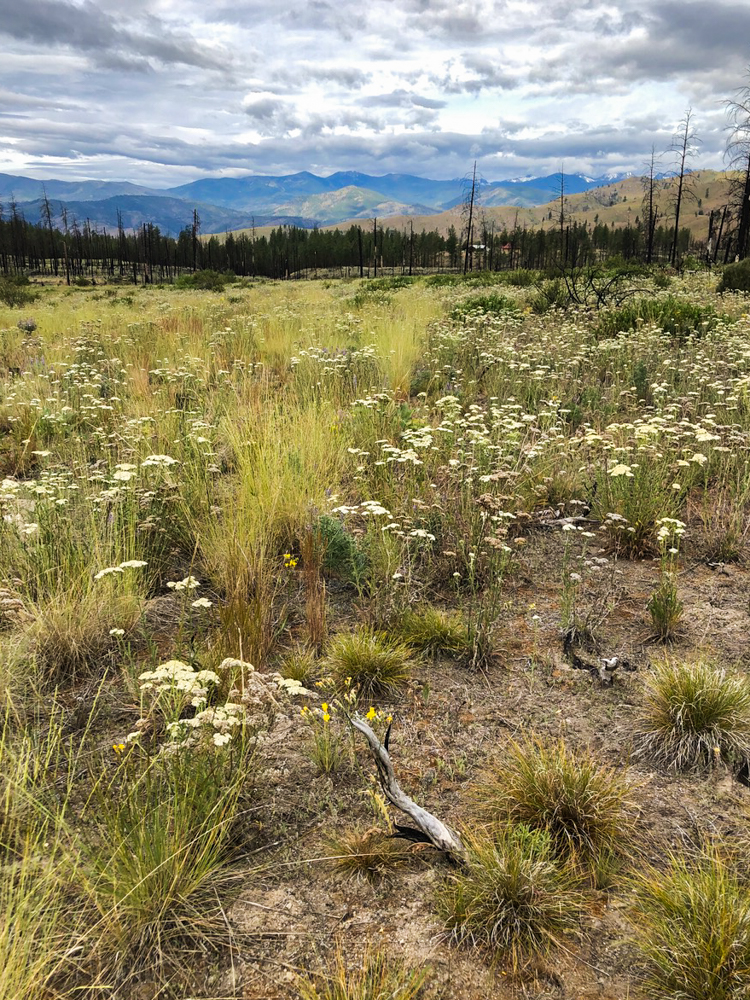 Establishing A Seed Mix After a Fire - Great Basin Seeds