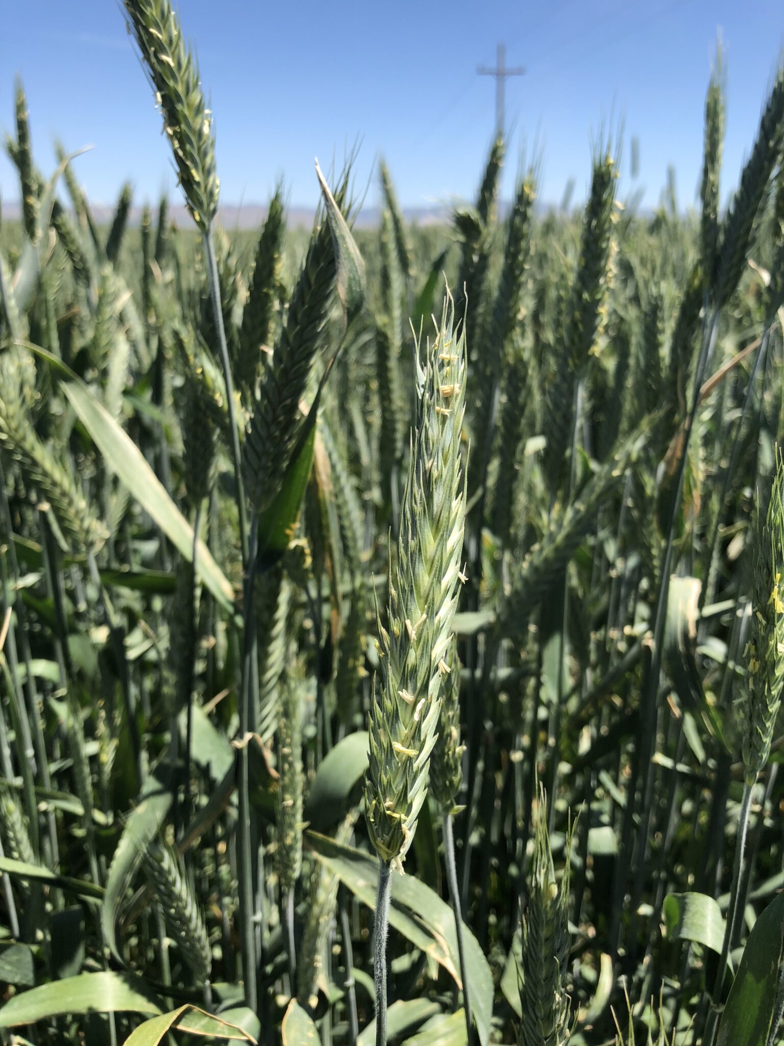 Flex 719 Triticale - Great Basin Seeds