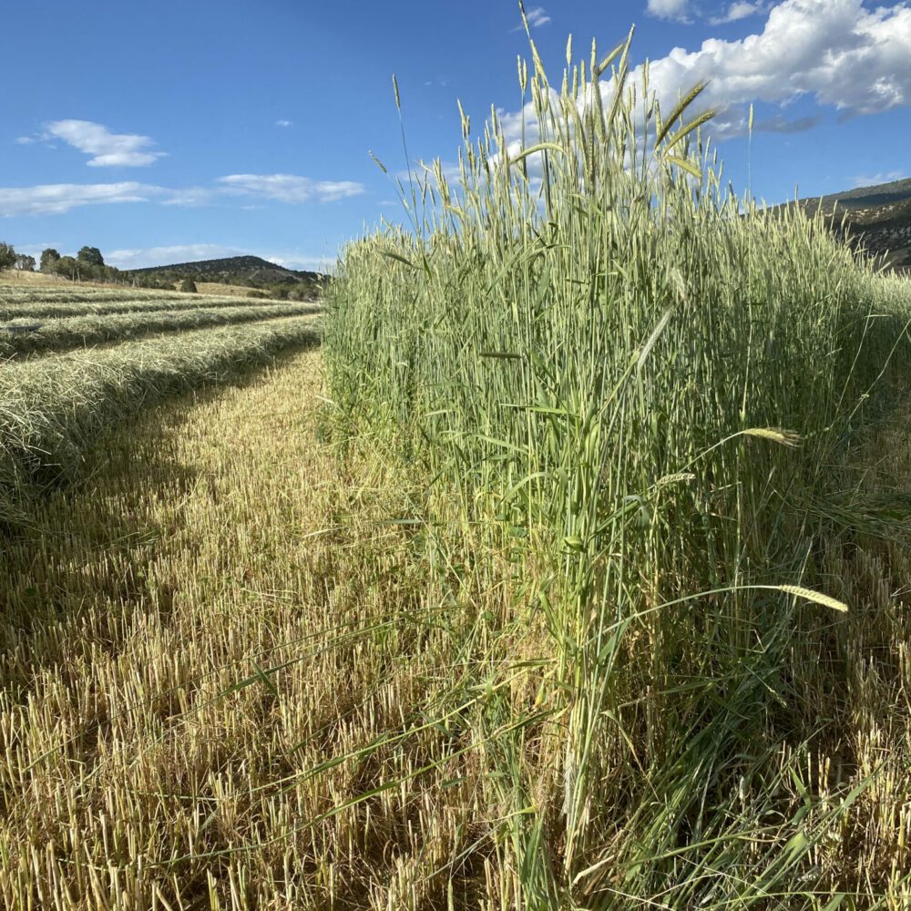 Ray Hard Red Winter Wheat - Great Basin Seeds