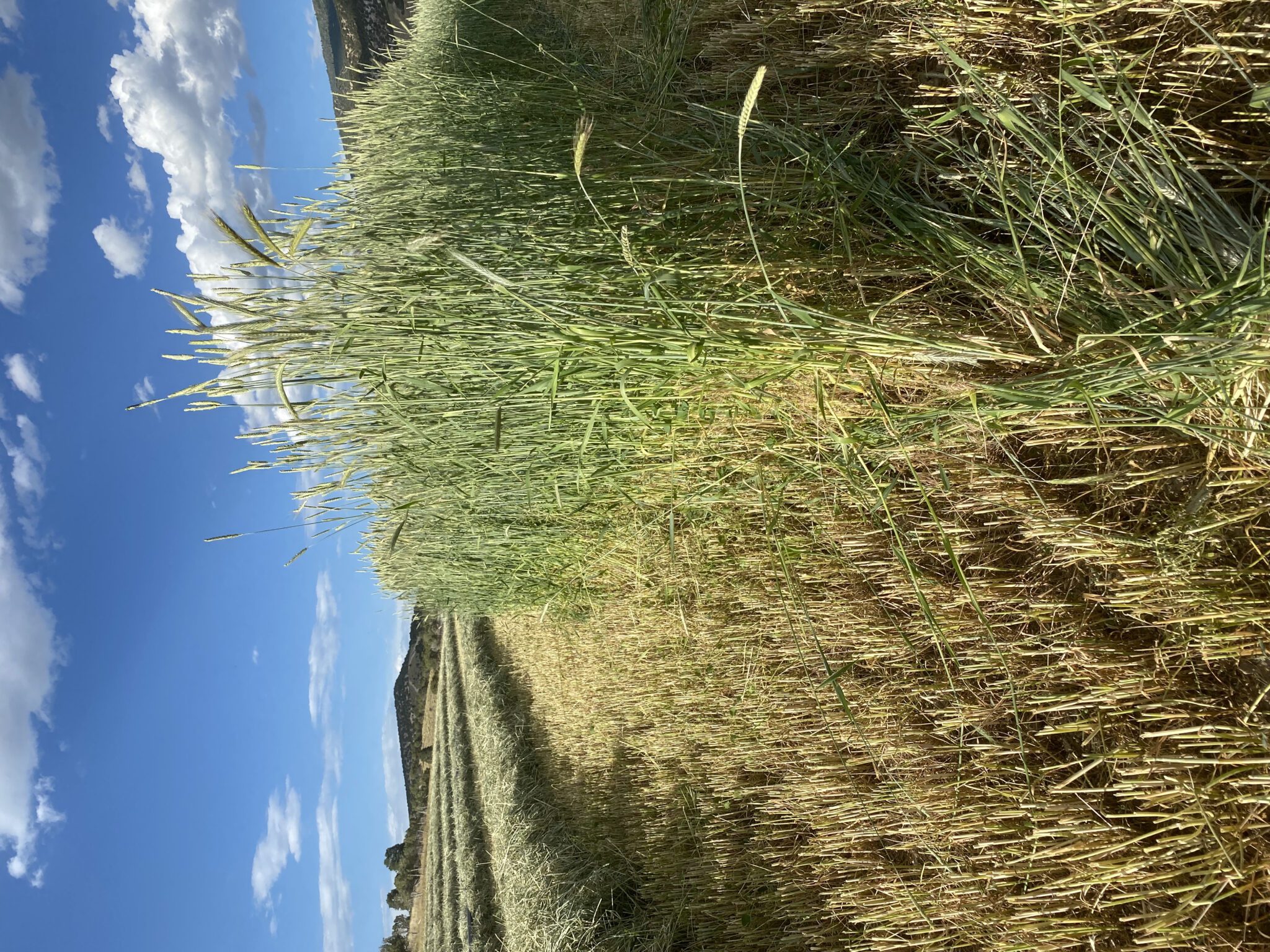 Small grains for fall forage - Great Basin Seeds