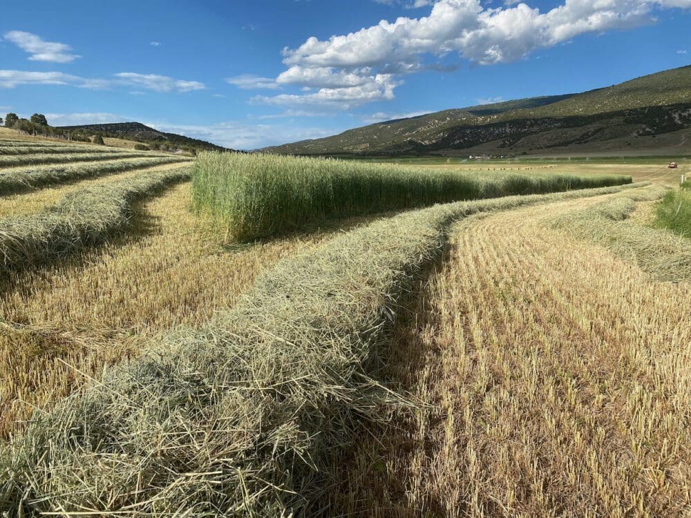 Ray Hard Red Winter Wheat - Great Basin Seed