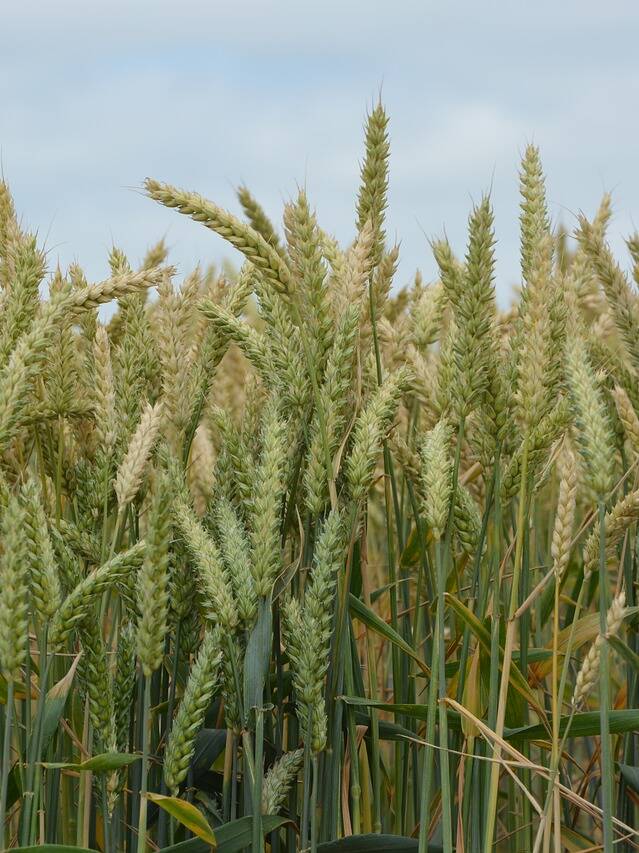 hard wheat Archives - Great Basin Seeds