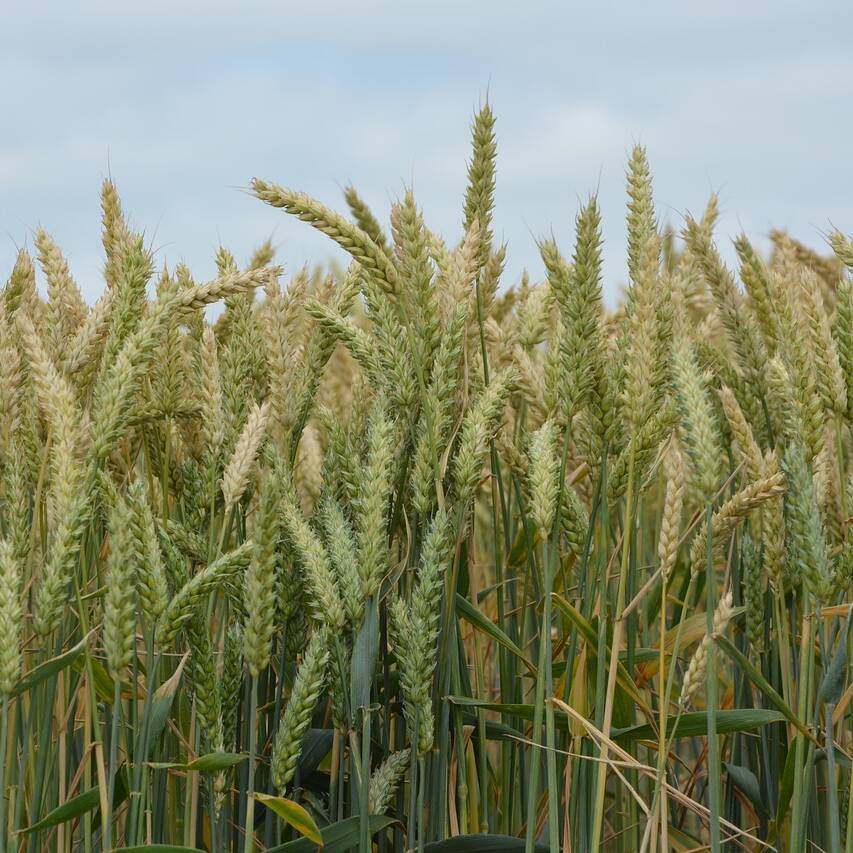 Small grains for fall forage - Great Basin Seeds
