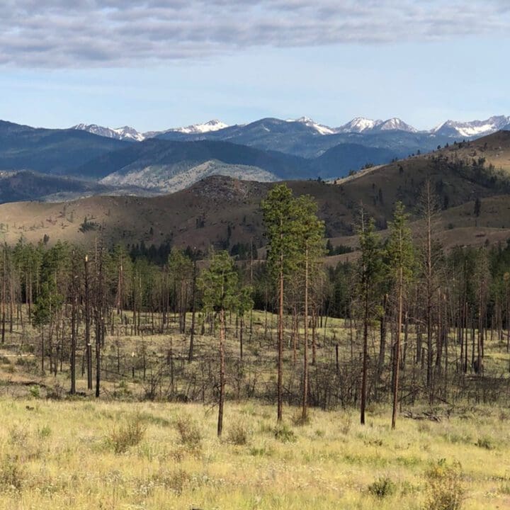 Sale - Great Basin Seed