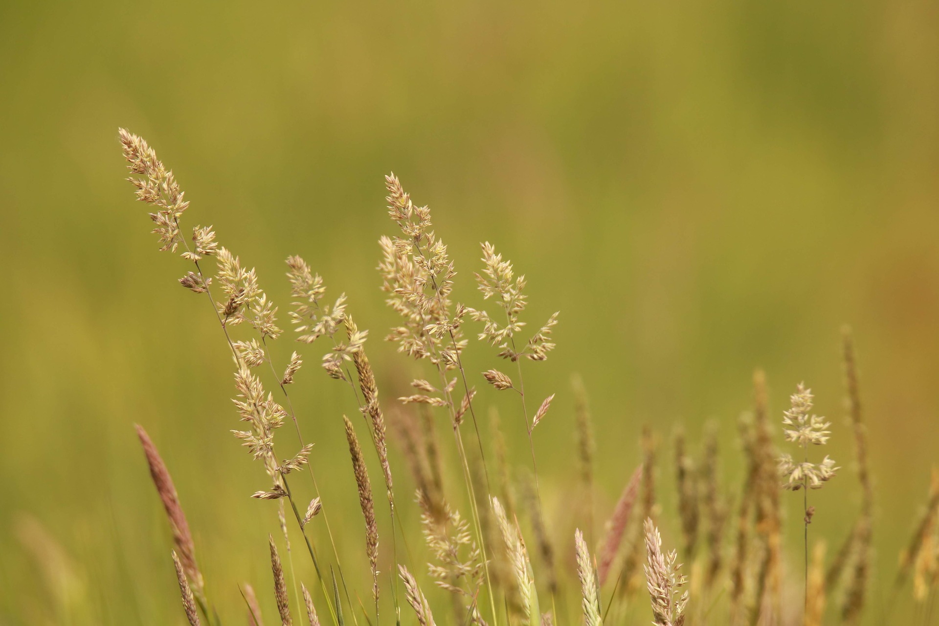 Dormant Seeding Pastures and Lawn - Great Basin Seeds