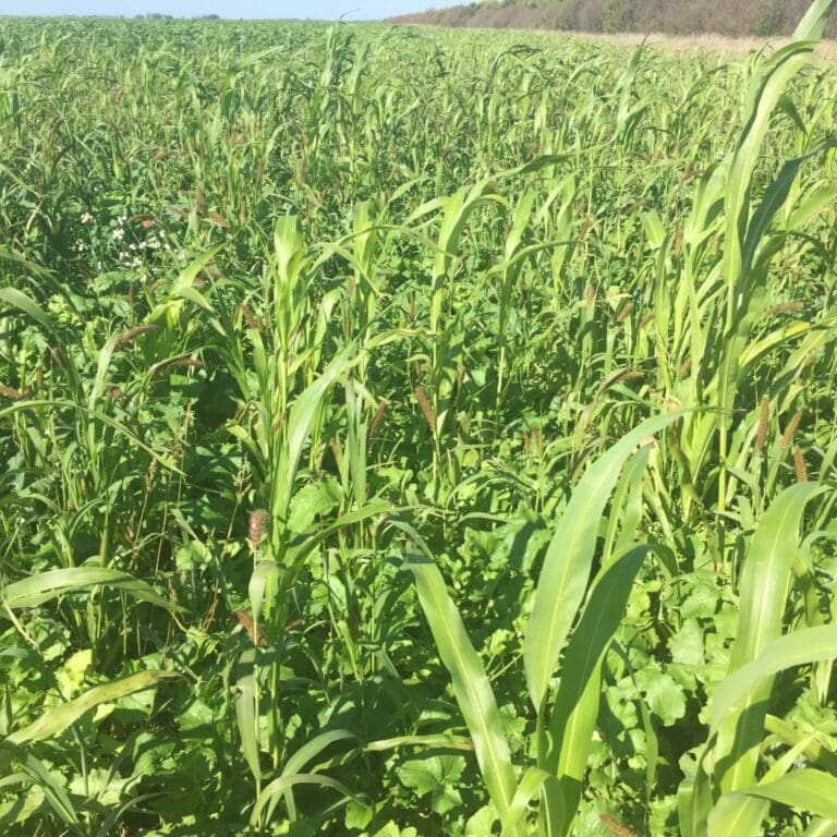 Great Basin Seed - your source for farm, ranch and range seed