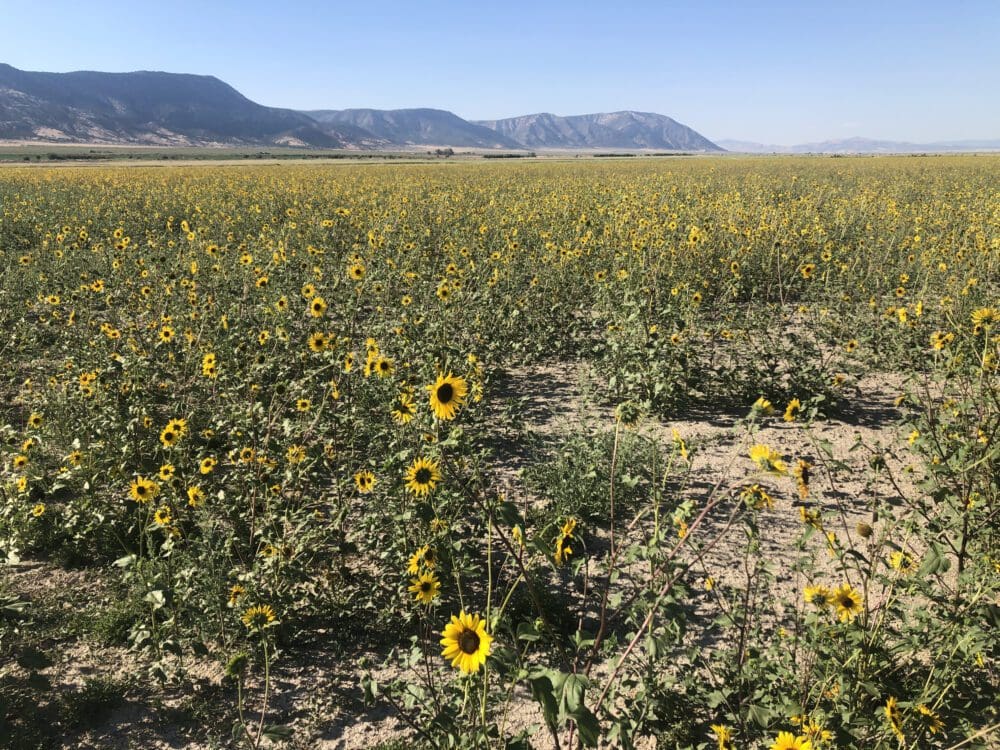 Wholesale - Great Basin Seed