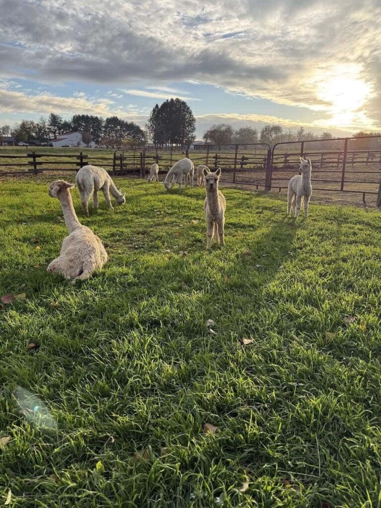 Alpaca and Llama Pasture Seed - Great Basin Seed - Pasture for Llama ...