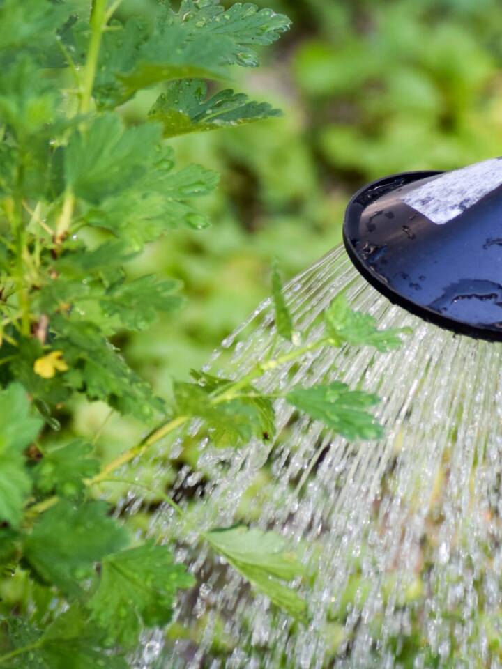 All Native Western Wildflower Seed Mix - Great Basin Seeds