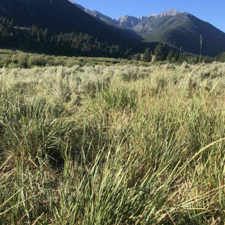 Sale - Great Basin Seed