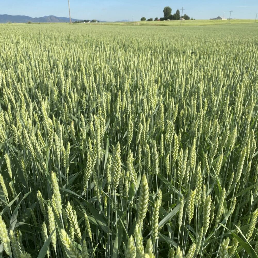 Twin Wheat - Great Basin Seed - Beardless Forage Wheat