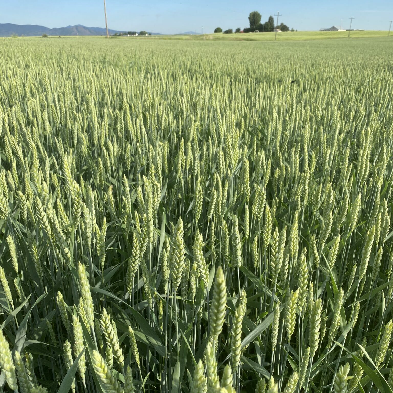 Twin Wheat - Great Basin Seeds - Beardless Forage Wheat