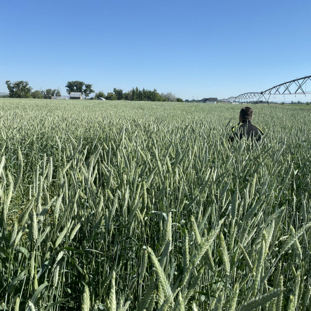 Surge™ Triticale - X tritosecale - Great Basin Seed
