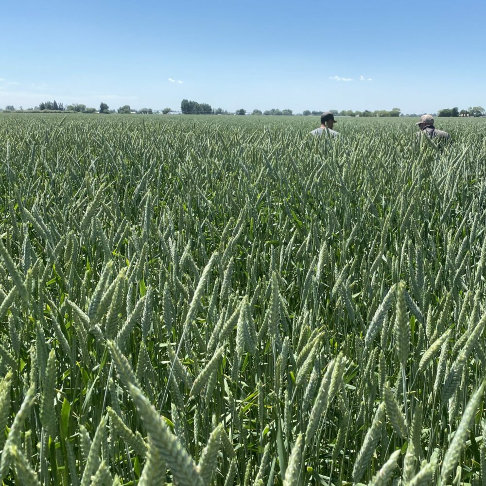 Surge™ Triticale - X tritosecale - Great Basin Seeds