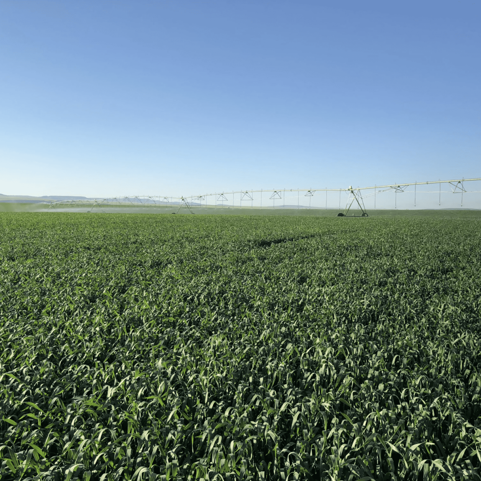 Twin Wheat - Great Basin Seed - Beardless Forage Wheat