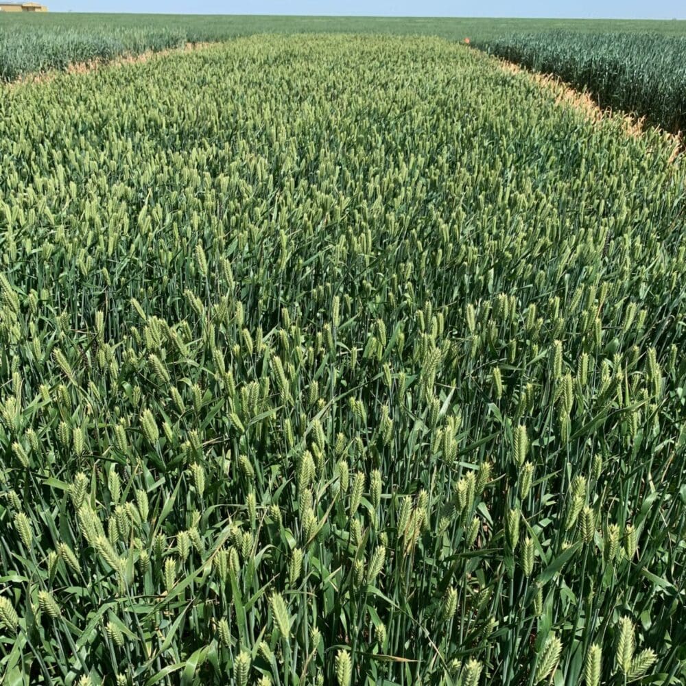 Valor Barley - TriCal forage grains at Great Basin Seed - Winter ...
