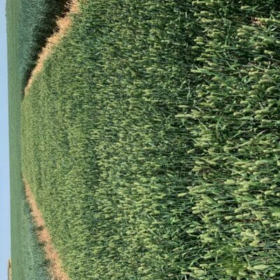Valor Barley - TriCal forage grains at Great Basin Seed - Winter ...