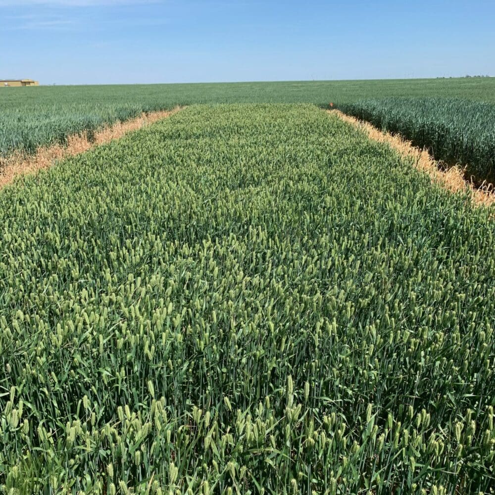 Valor Barley - TriCal forage grains at Great Basin Seed - Winter ...