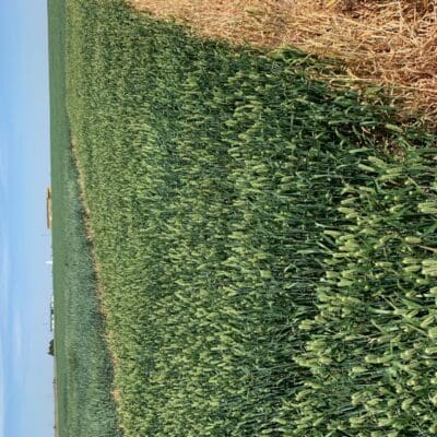 Valor Barley - TriCal forage grains at Great Basin Seed - Winter ...