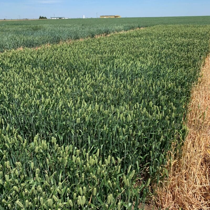 Valor Barley - TriCal forage grains at Great Basin Seed - Winter ...