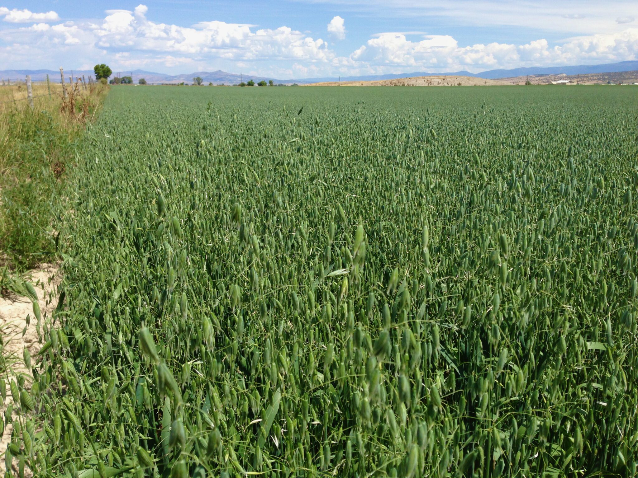 Products Archive - Page 4 of 8 - Great Basin Seeds