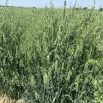 Everleaf™ 126 Oat - Tall Forage Oats at Great Basin Seed - Giant Forage Oat