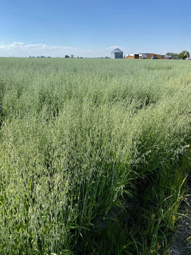 Otana Oats - Avena sativa - Great Basin Seed