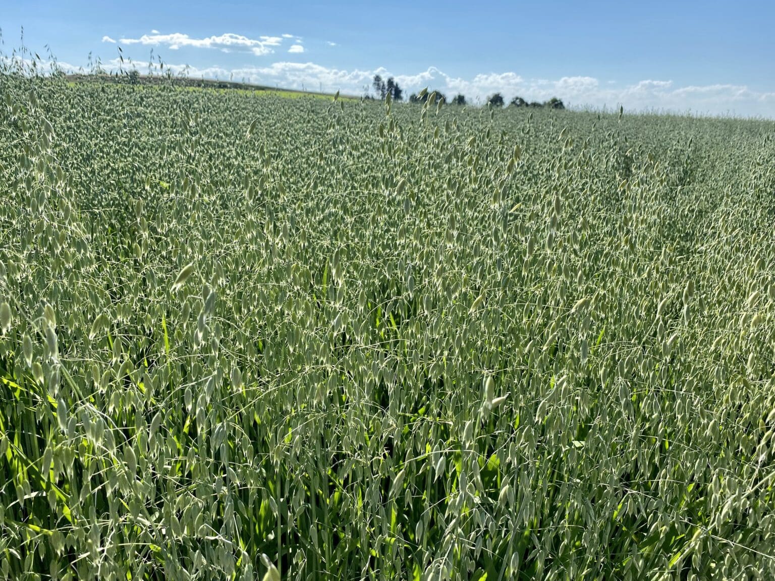 Otana Oats - Avena sativa - Great Basin Seed