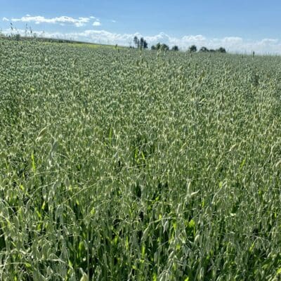 Otana Oats - Avena sativa - Great Basin Seed