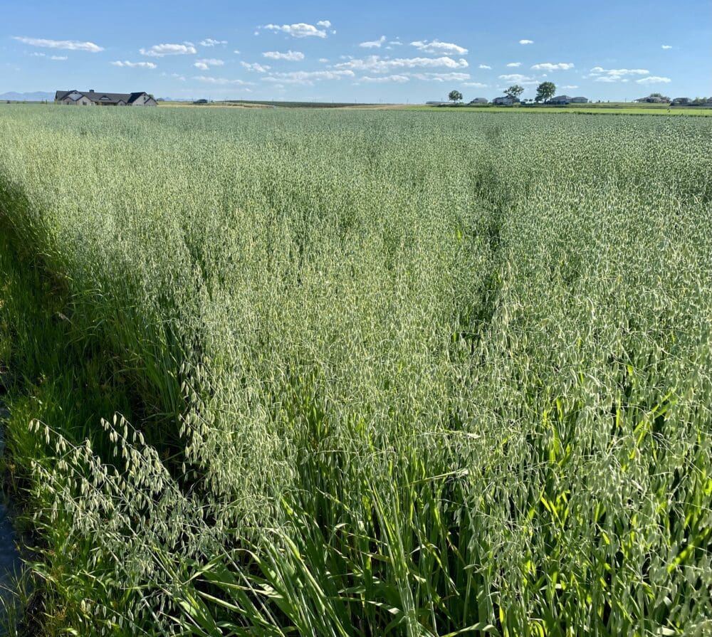 Otana Oats - Avena sativa - Great Basin Seed