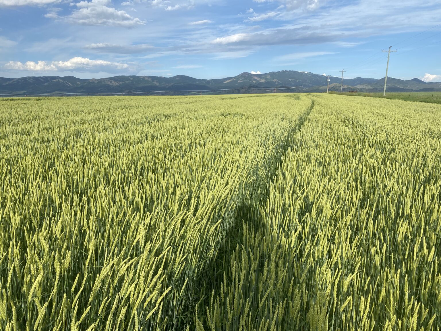 Spring Small Grains - Great Basin Seed