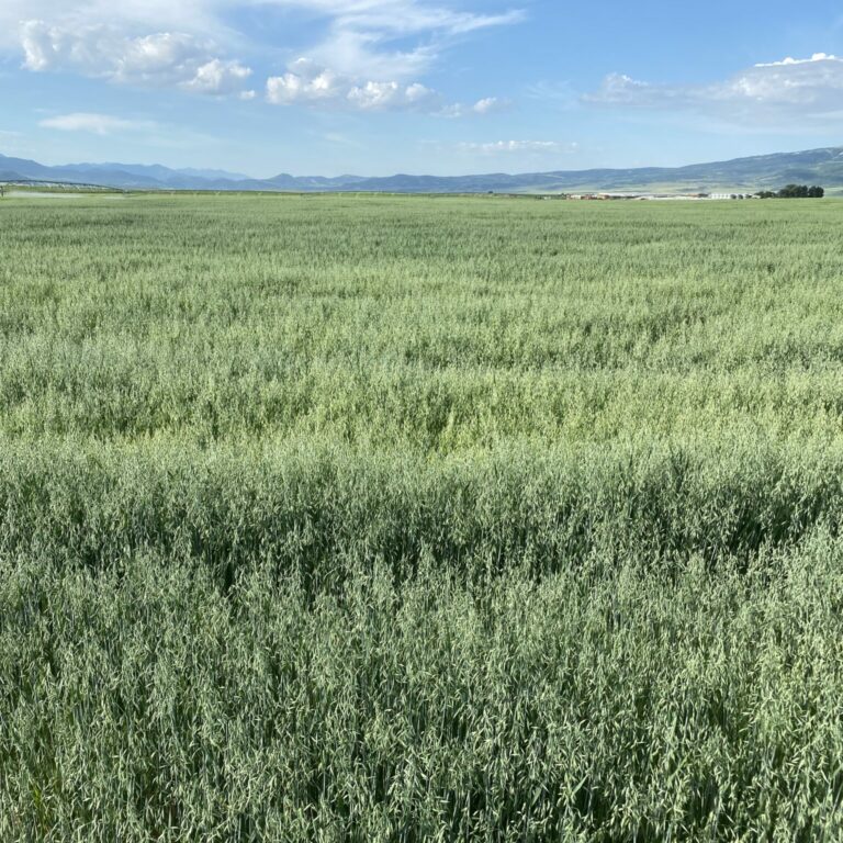 Monida Oats - Avena sativa - Great Basin Seed