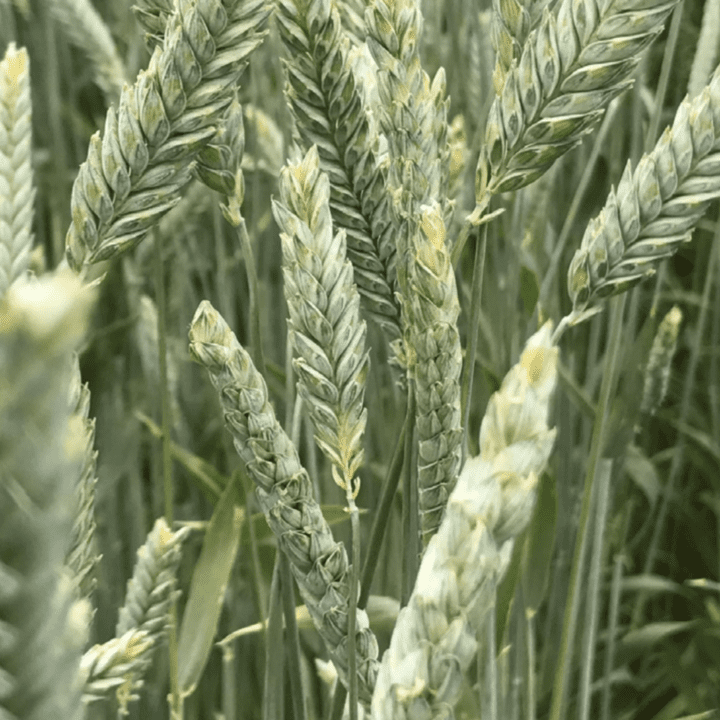 131 Triticale (xTritosecale) - Great Basin Seed