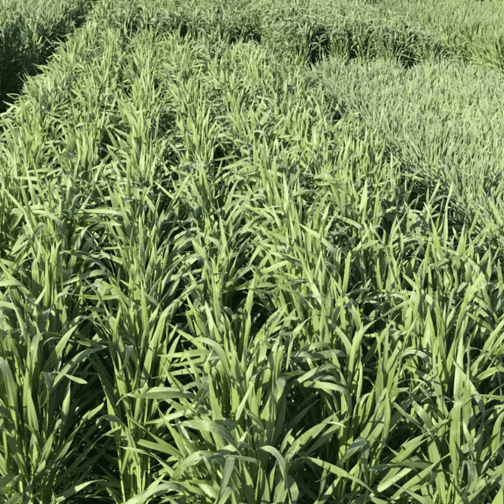Merlin Max™ Triticale - Great Basin Seed