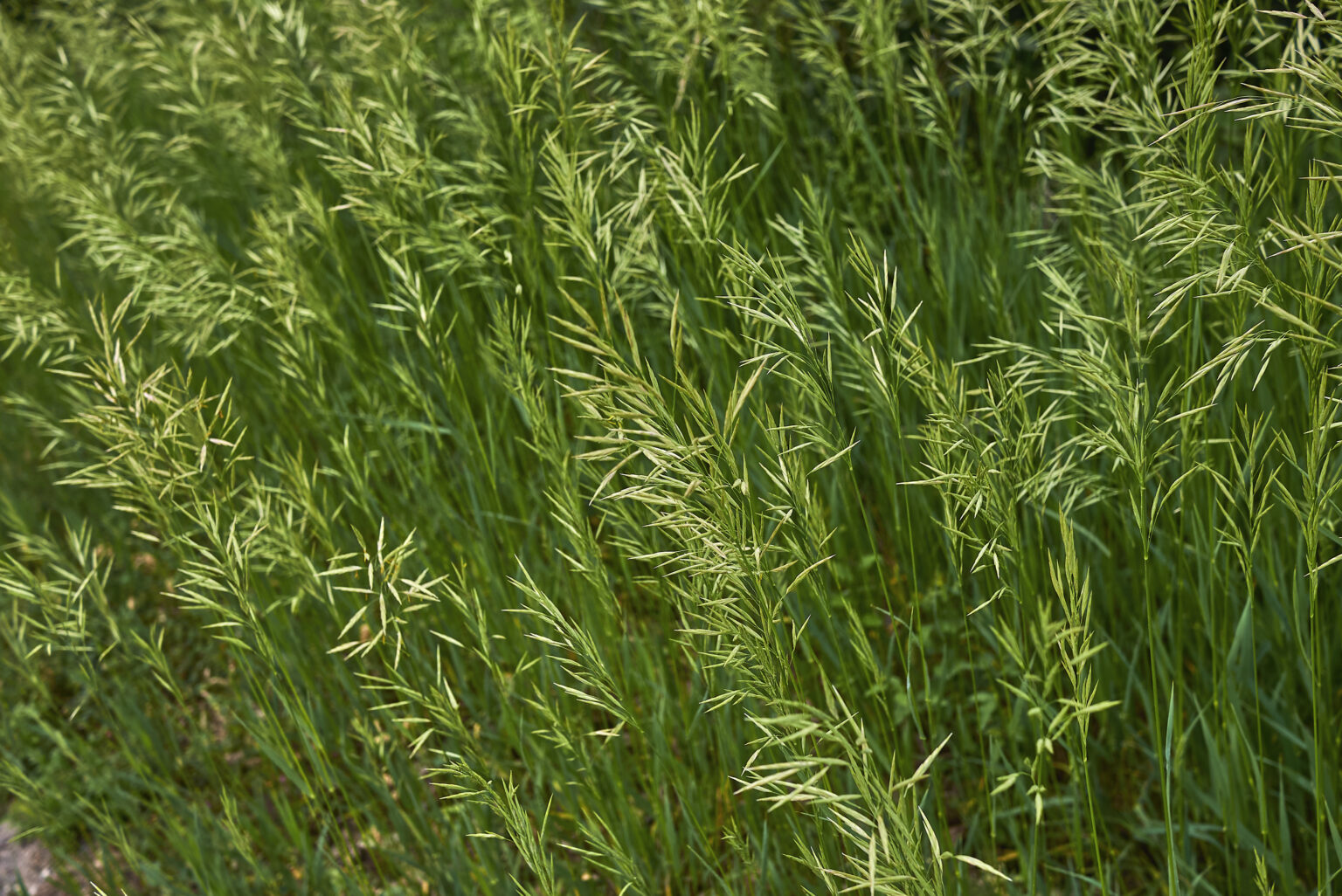 Brome Grass (Bromus) - Great Basin Seed