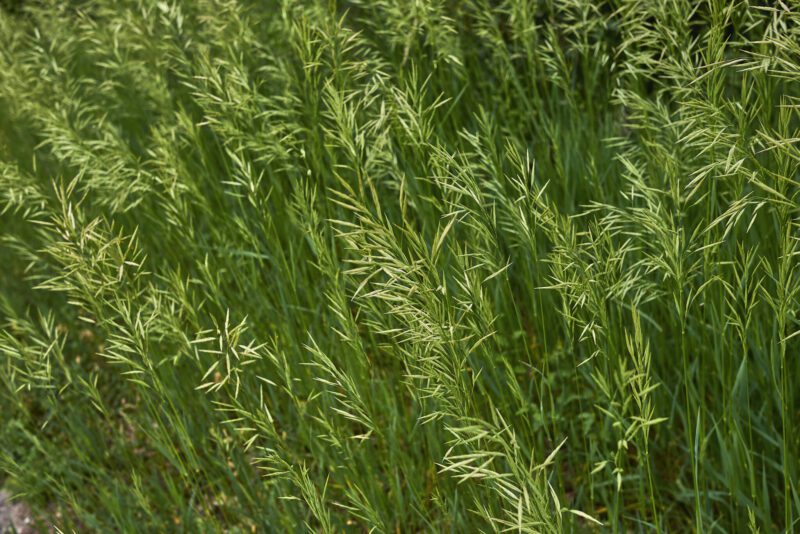 Brome Grass (Bromus) - Great Basin Seed