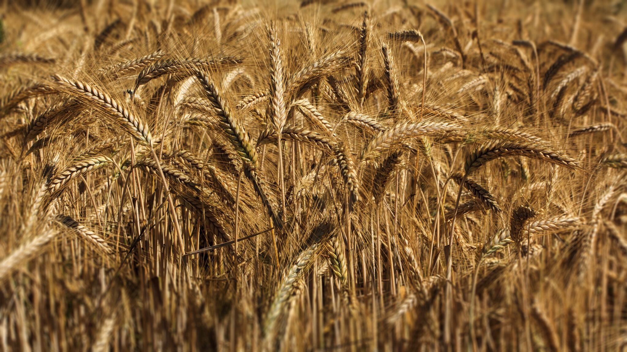 Goldeneye Barley - Great Basin Seeds